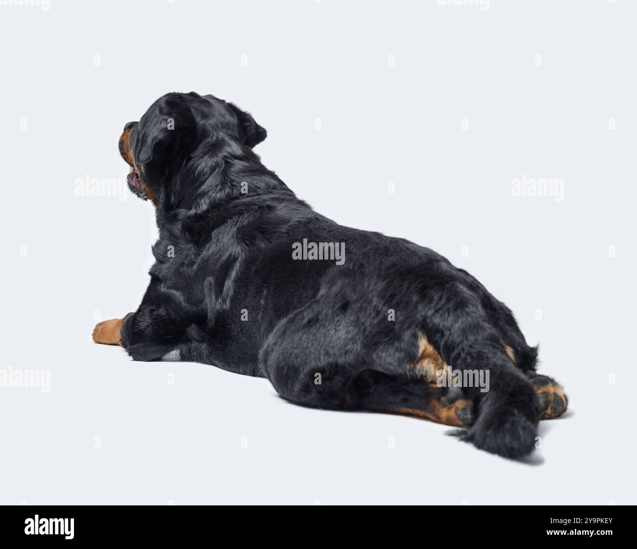 Beautiful relaxed Rottweiler lying down back view, dog breeds and pet ...