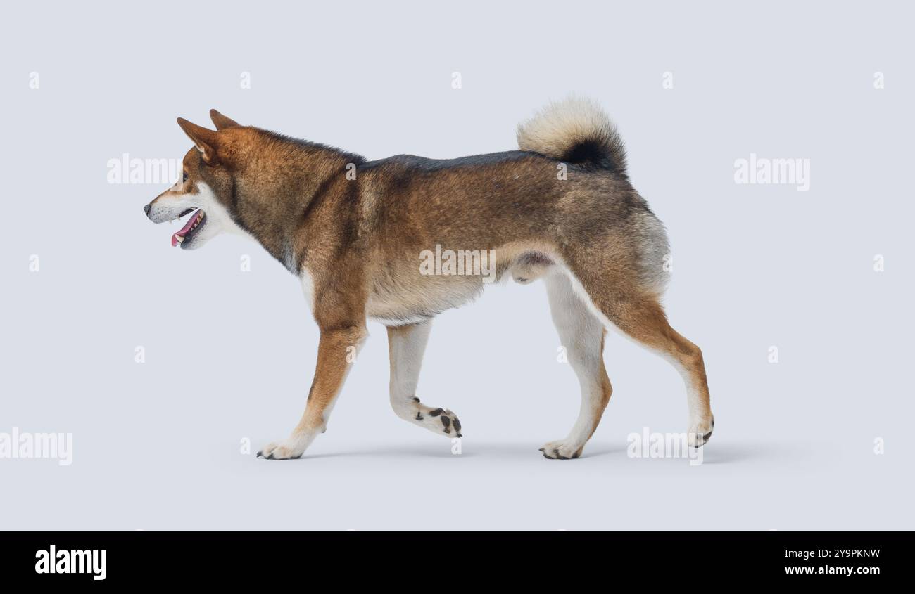Portrait of a healthy Shiba Inu walking, side view, dog breeds and pet ...