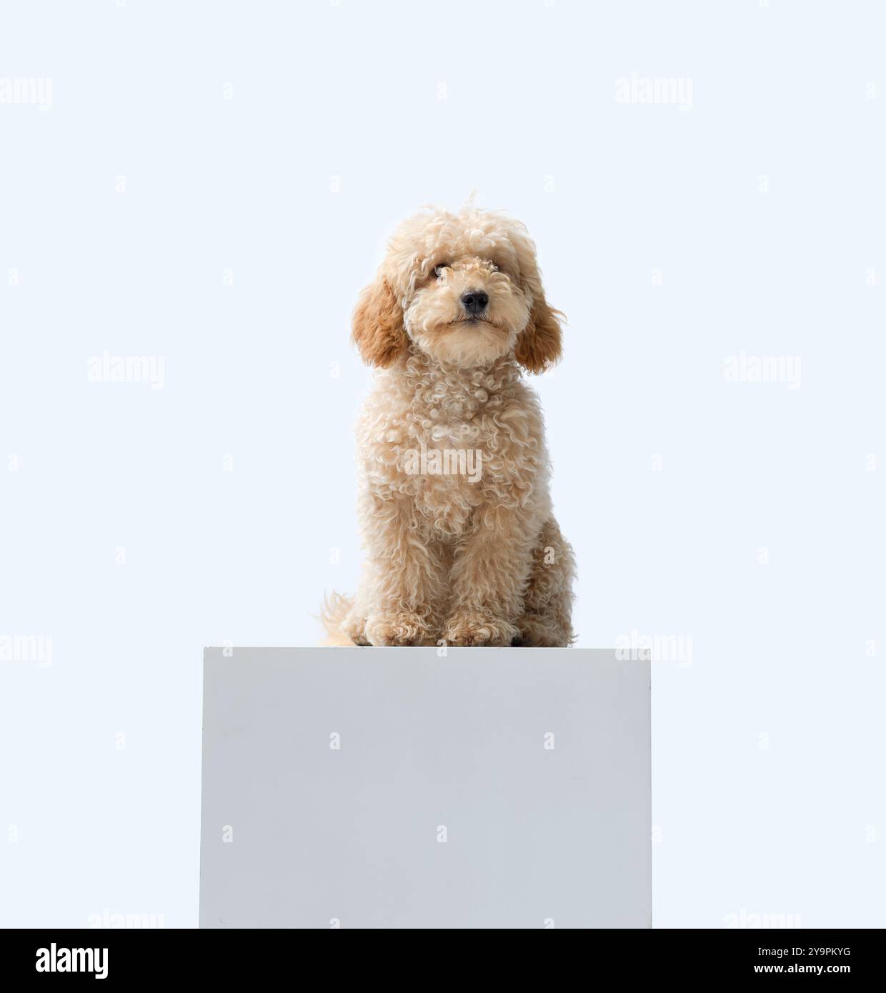 Happy confident dog sitting on a pedestal, Poodle dog breed, copy space ...