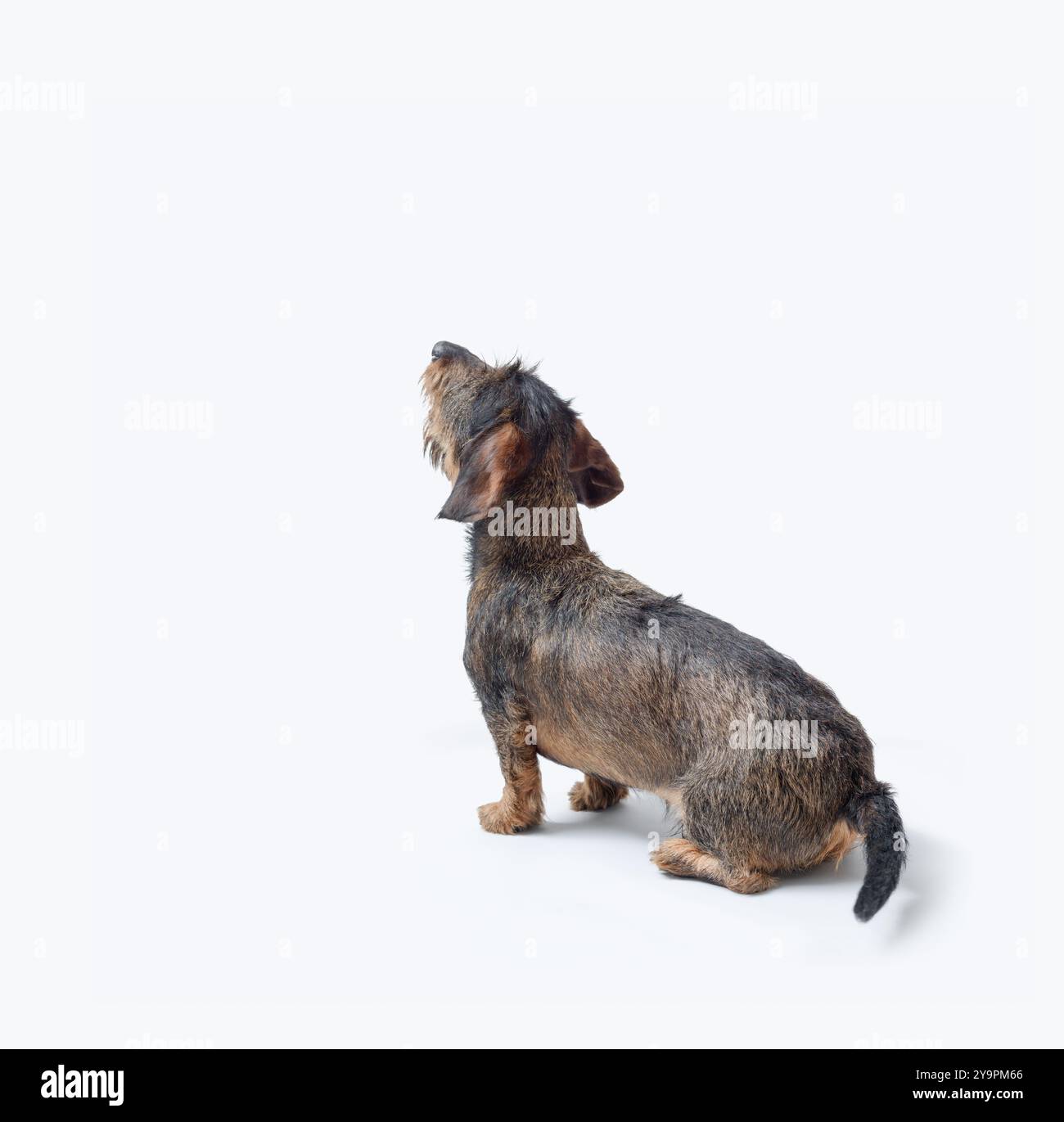 Portrait of a wire-haired Dachshund dog looking up, doog breeds, back ...