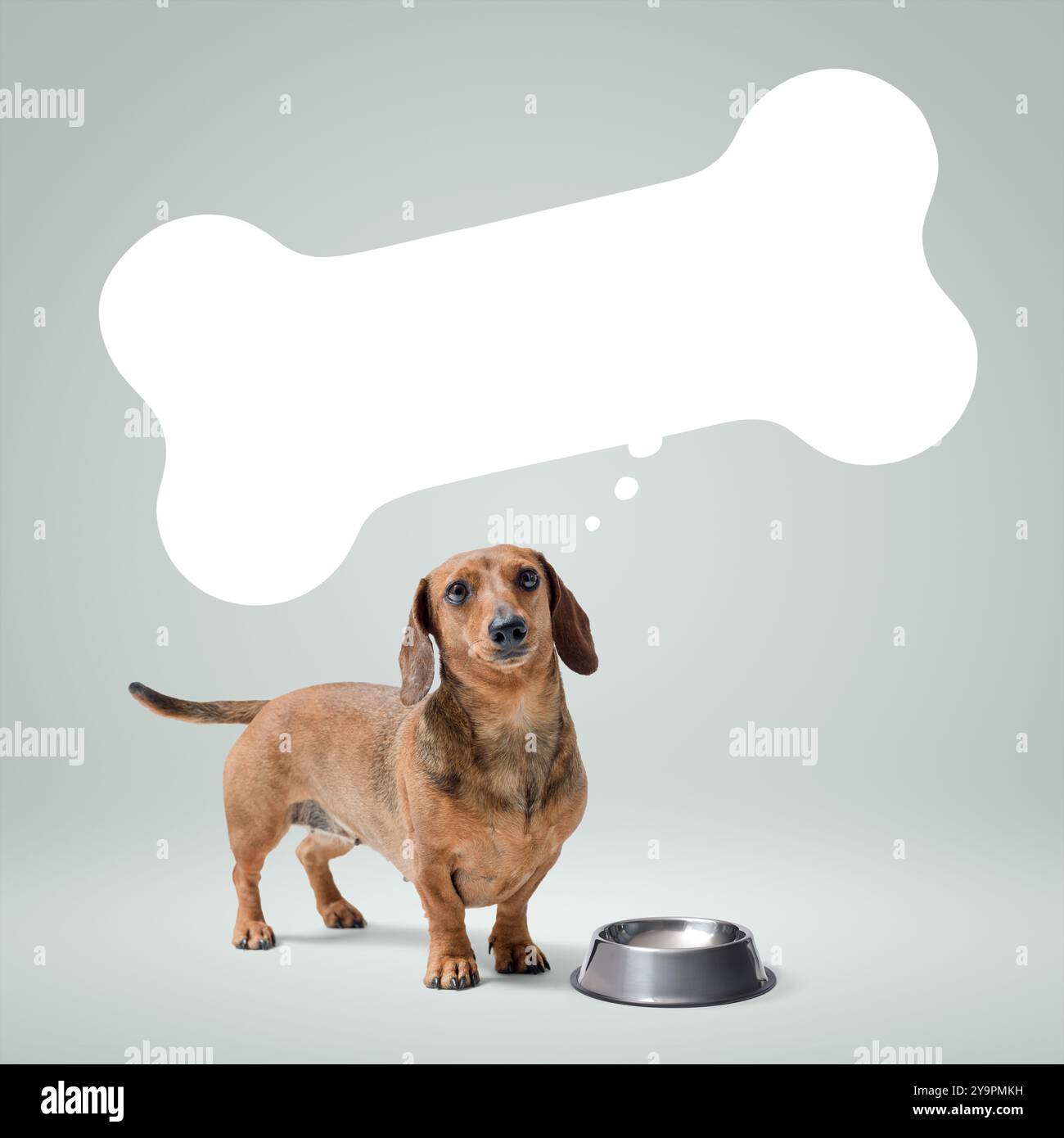 Cute Dachshund waiting for his food and bone shaped speech bubble Stock ...