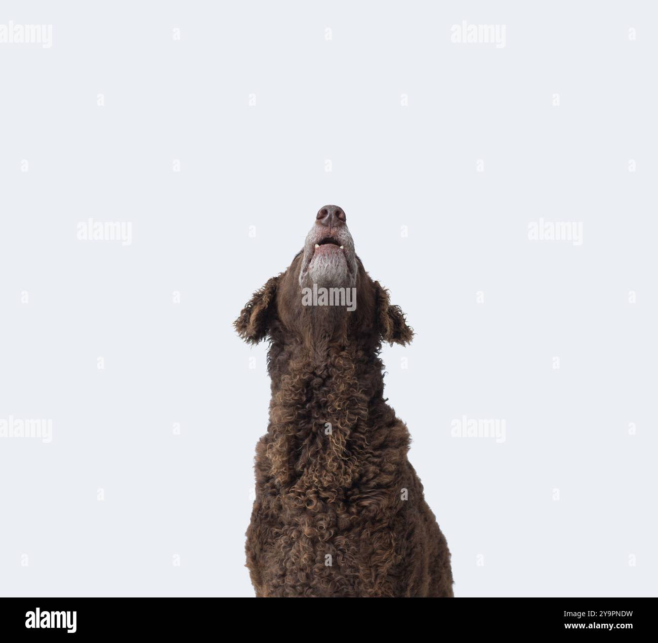 Brown curly dog looking up, Curly-Coated Retriever dog breed, isolated ...