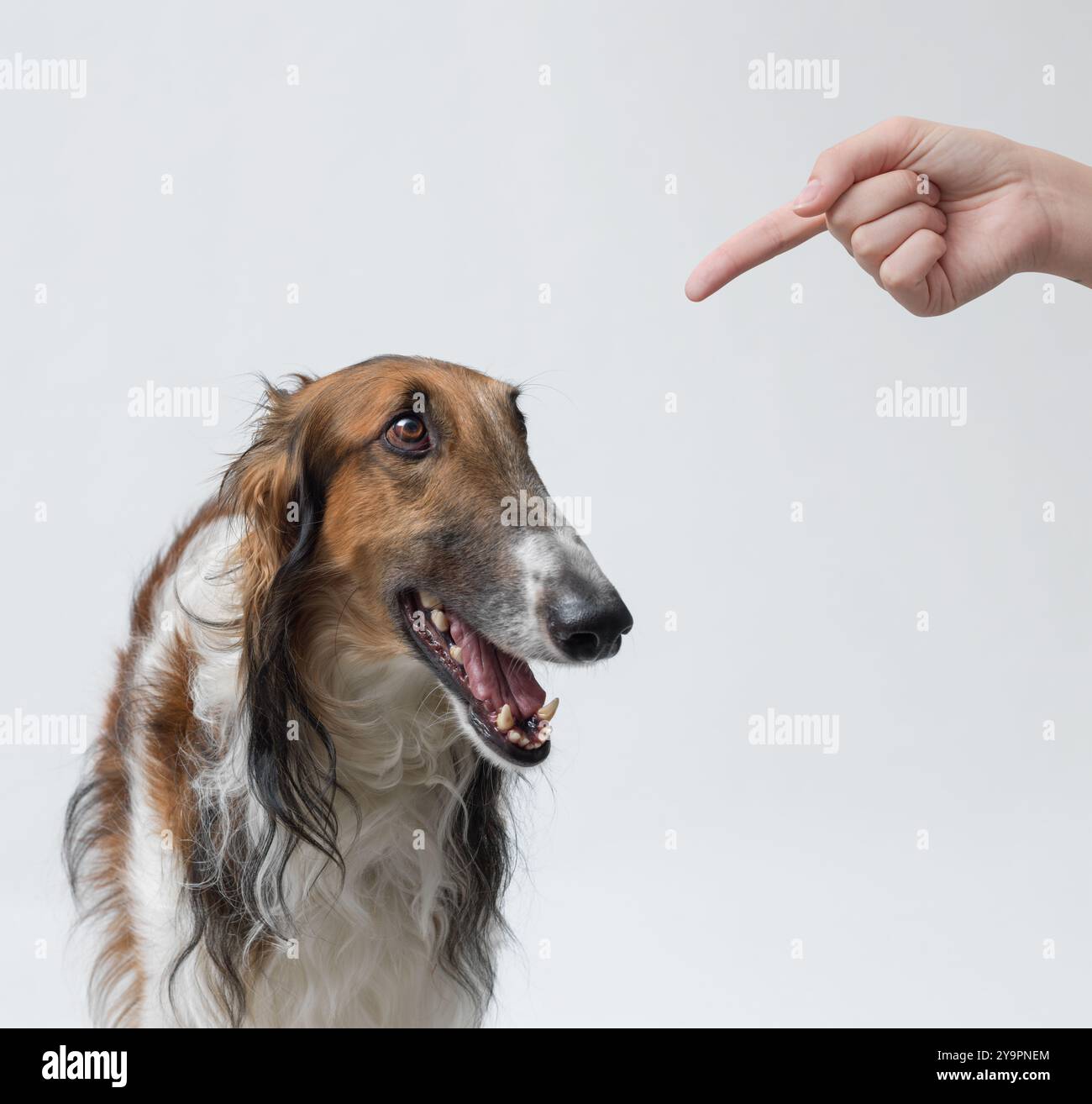 Angry pet owner scolding her naughty dog and pointing with her finger ...