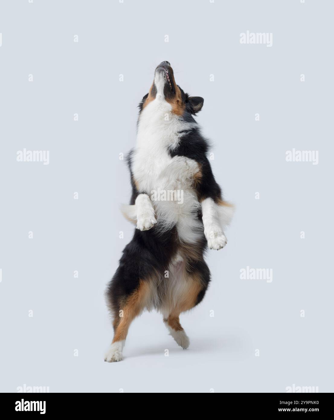 Beautiful fluffy dog jumping up hi-res stock photography and images - Alamy