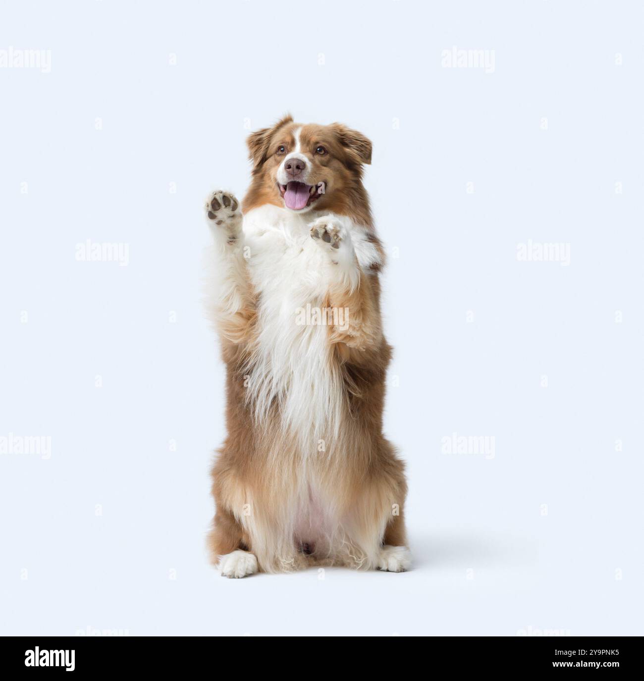 Cute dog standing on its hind legs and showing its paws Stock Photo - Alamy