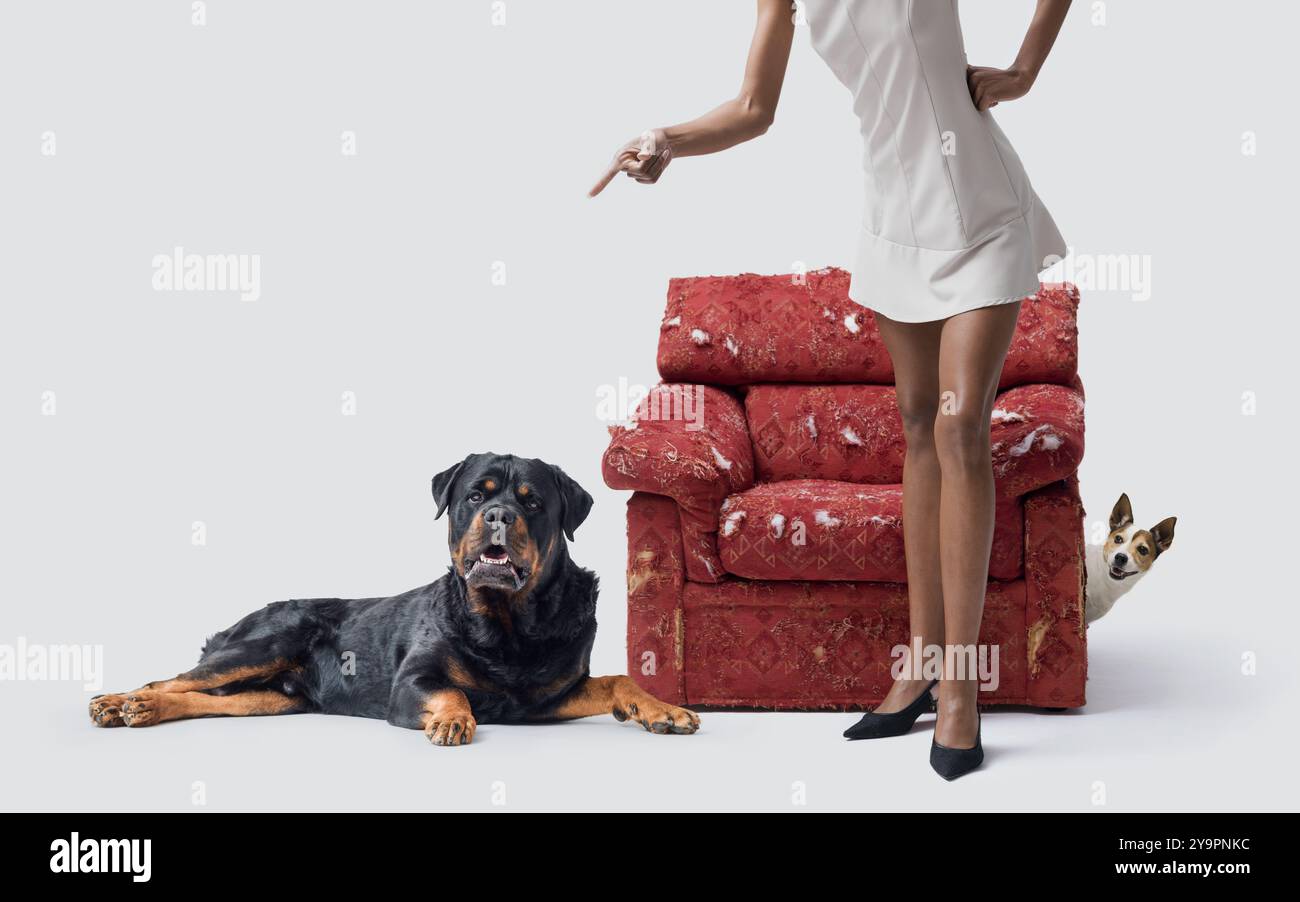 Woman scolding her naughty dogs, the smaller one is hiding behind the ...