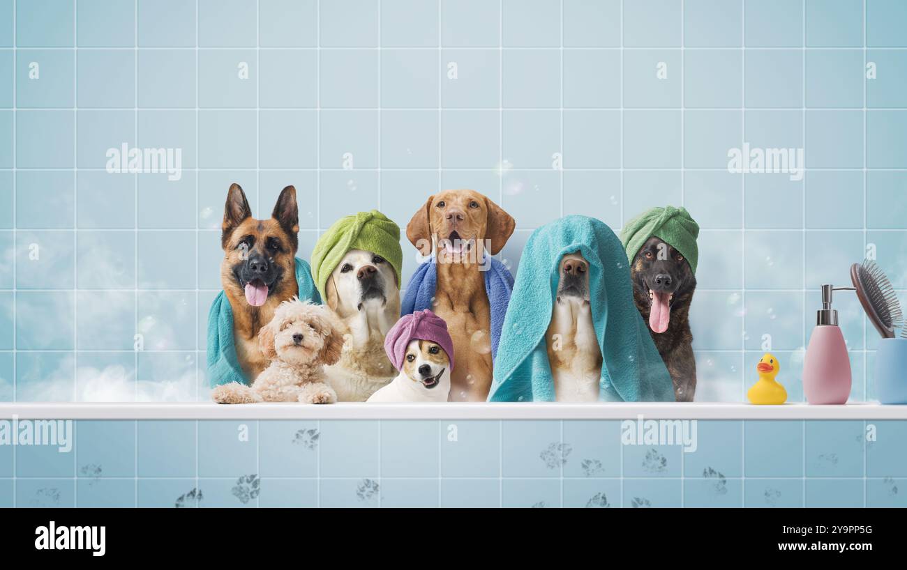 Group of various breeds of dogs having a bath together, dog grooming ...