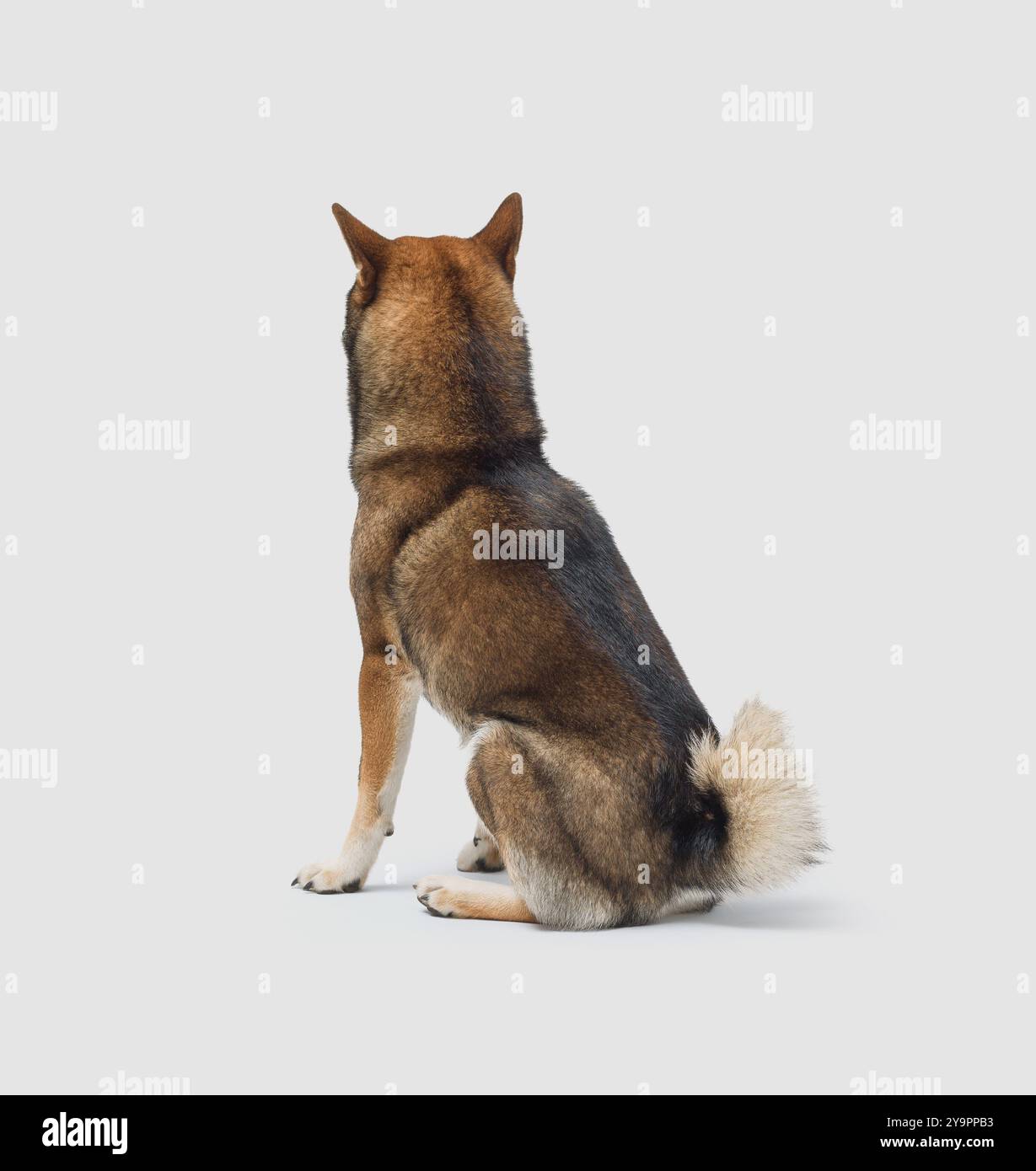 Portrait of a beautiful Shiba Inu sitting on white background, back ...