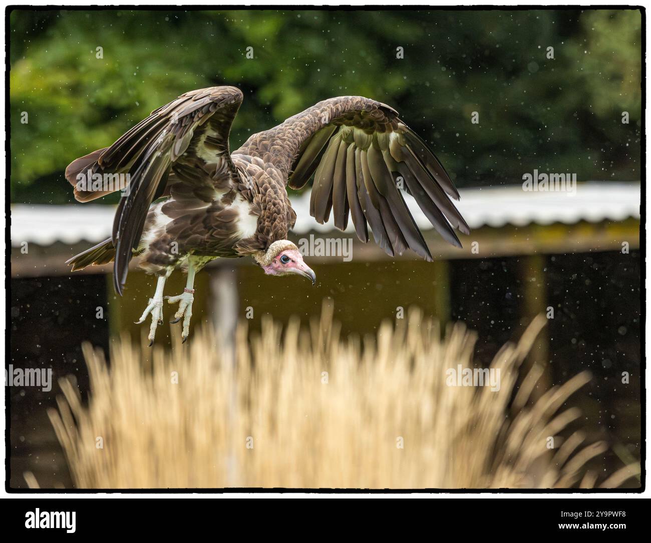 Vulture in flight landing Stock Photo - Alamy