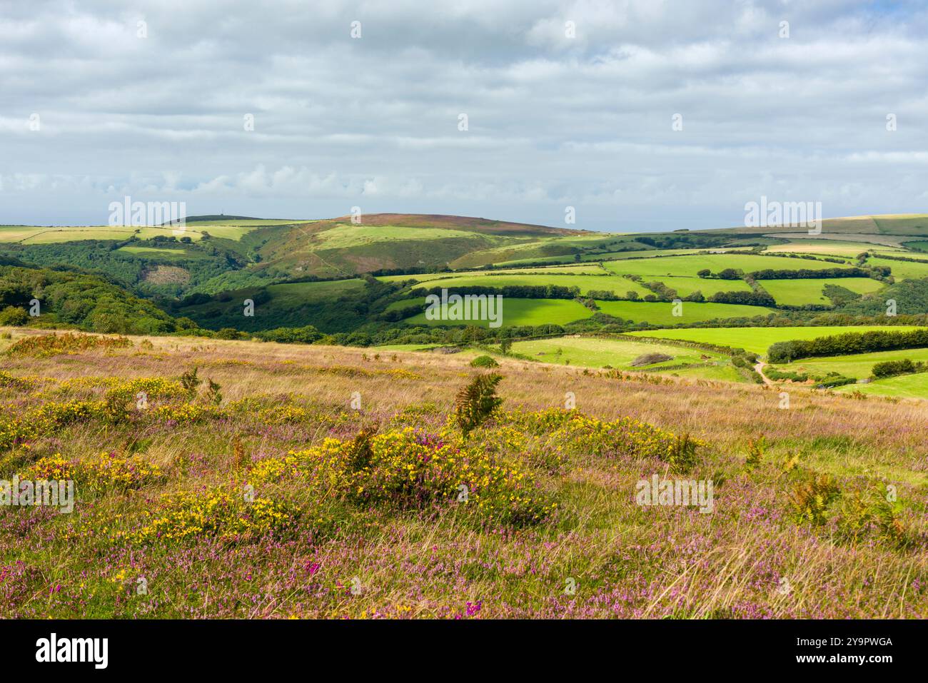 Heather and Gorse on Shilstone Hill with Countisbury Common beyond in ...