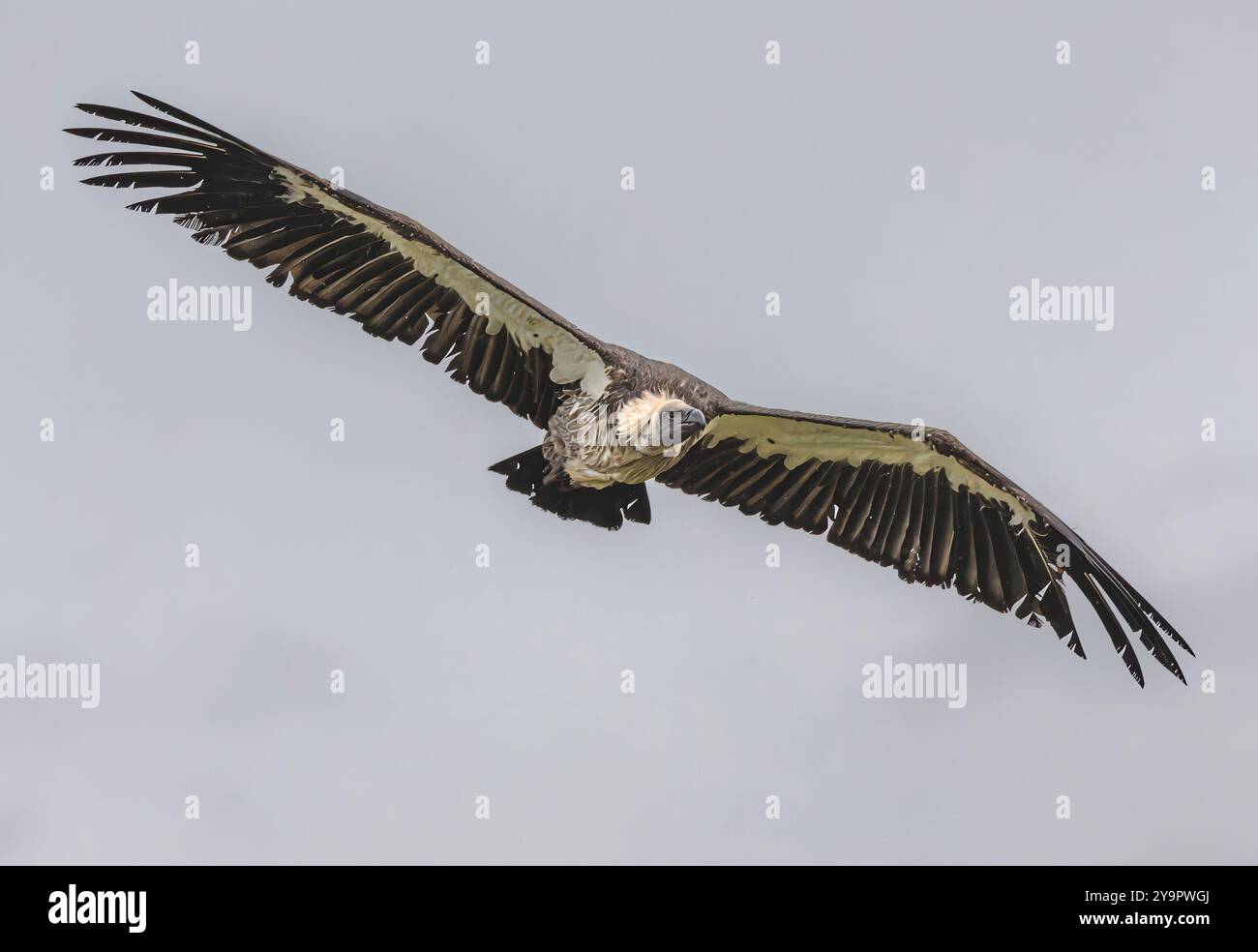 Vulture in flight Stock Photo - Alamy