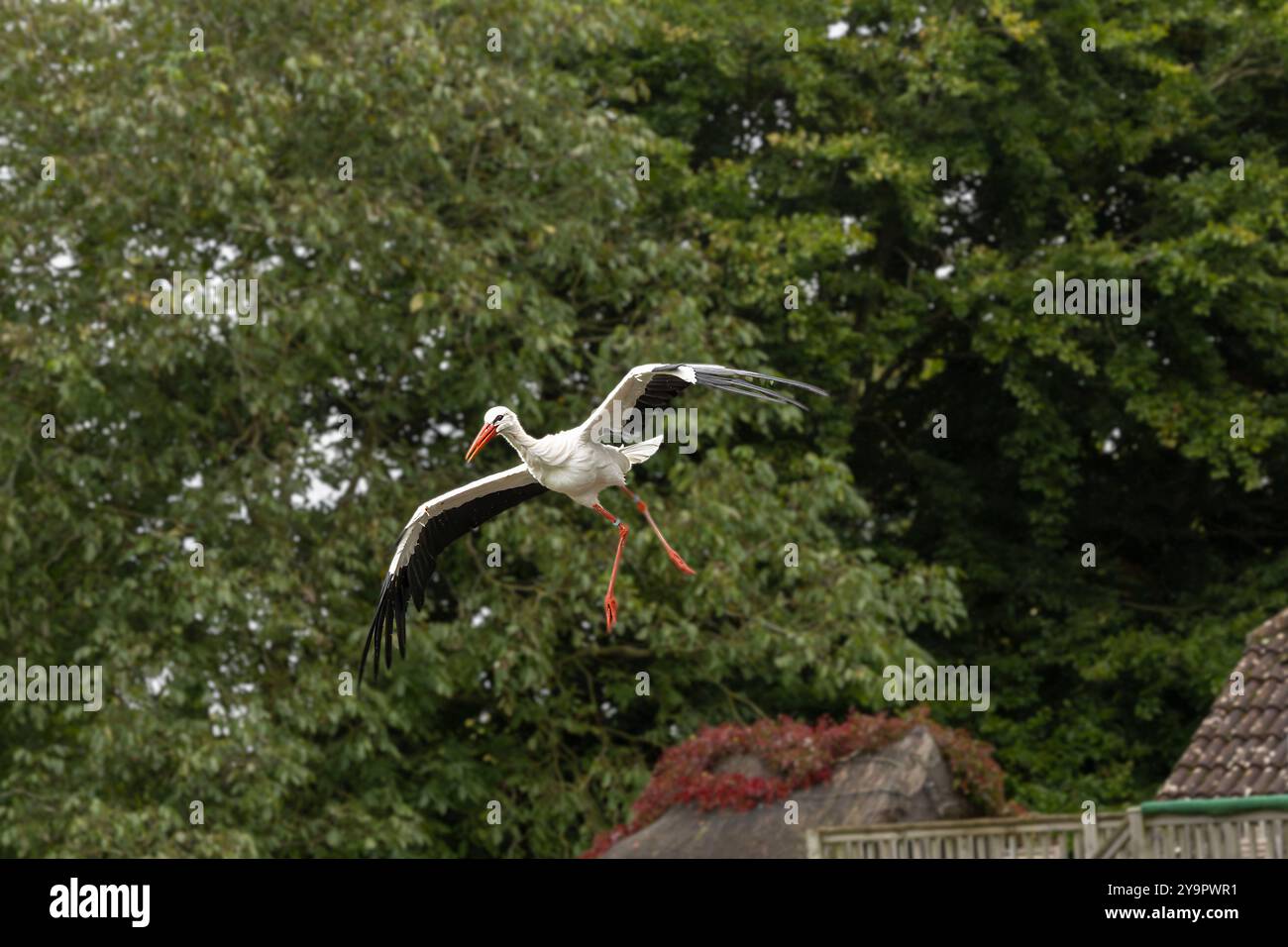 Crane in flight Stock Photo - Alamy