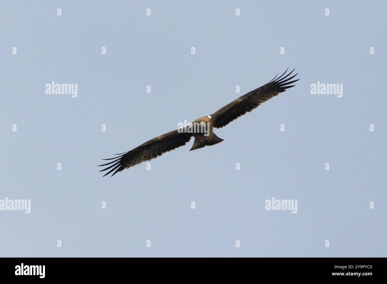 Booted Eagle (Hieraaetus pennatus) in Flight, Andalusia, Spain Stock ...