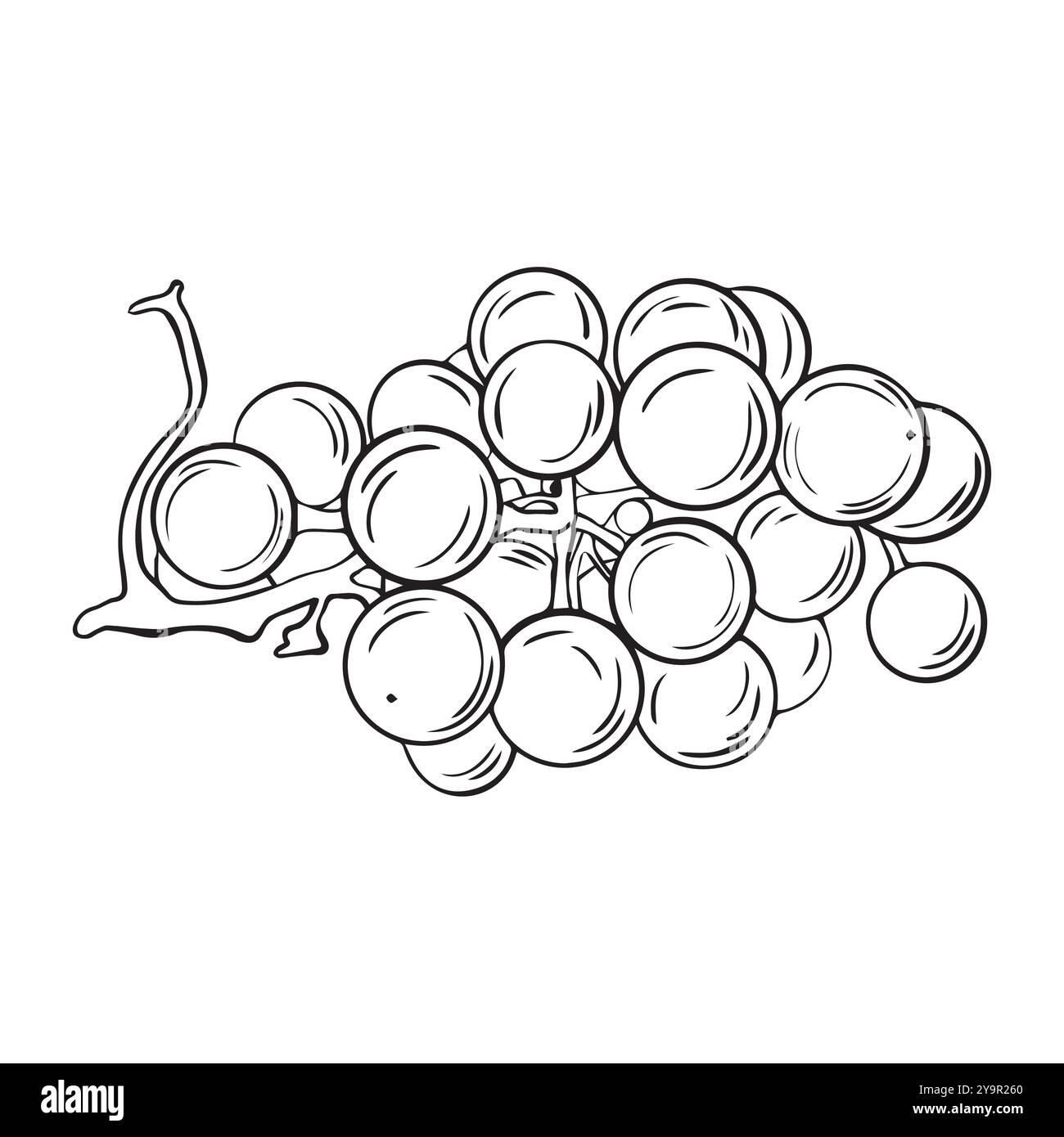 Hand drawn sketch of grapes. Branch of grapevine close up. Black and ...