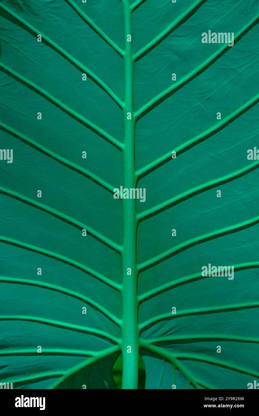 vertical background of a large leaf of a tropical plant, toning color ...