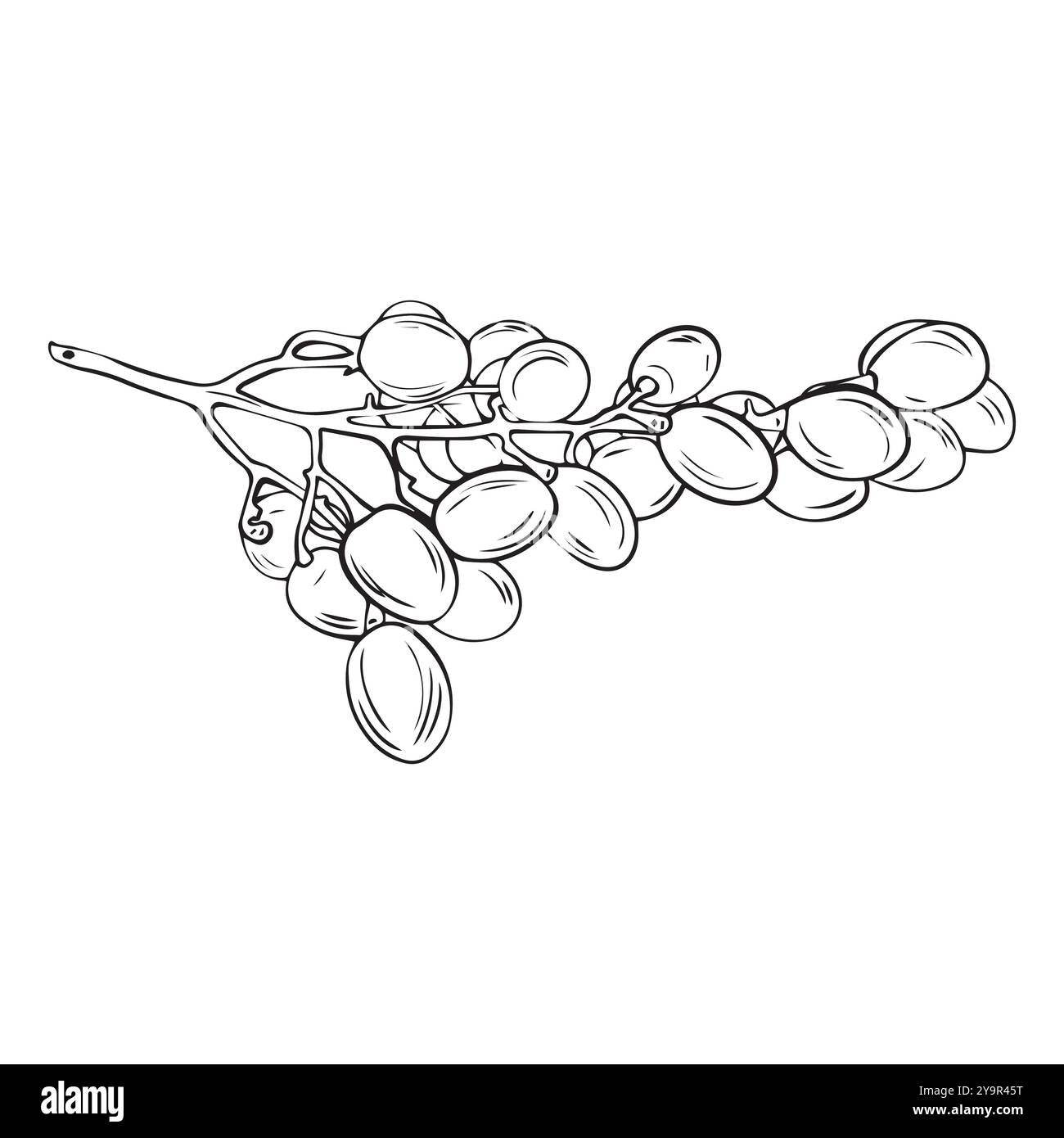 Hand drawn sketch of grapes. Branch of grapevine close up. Black and ...