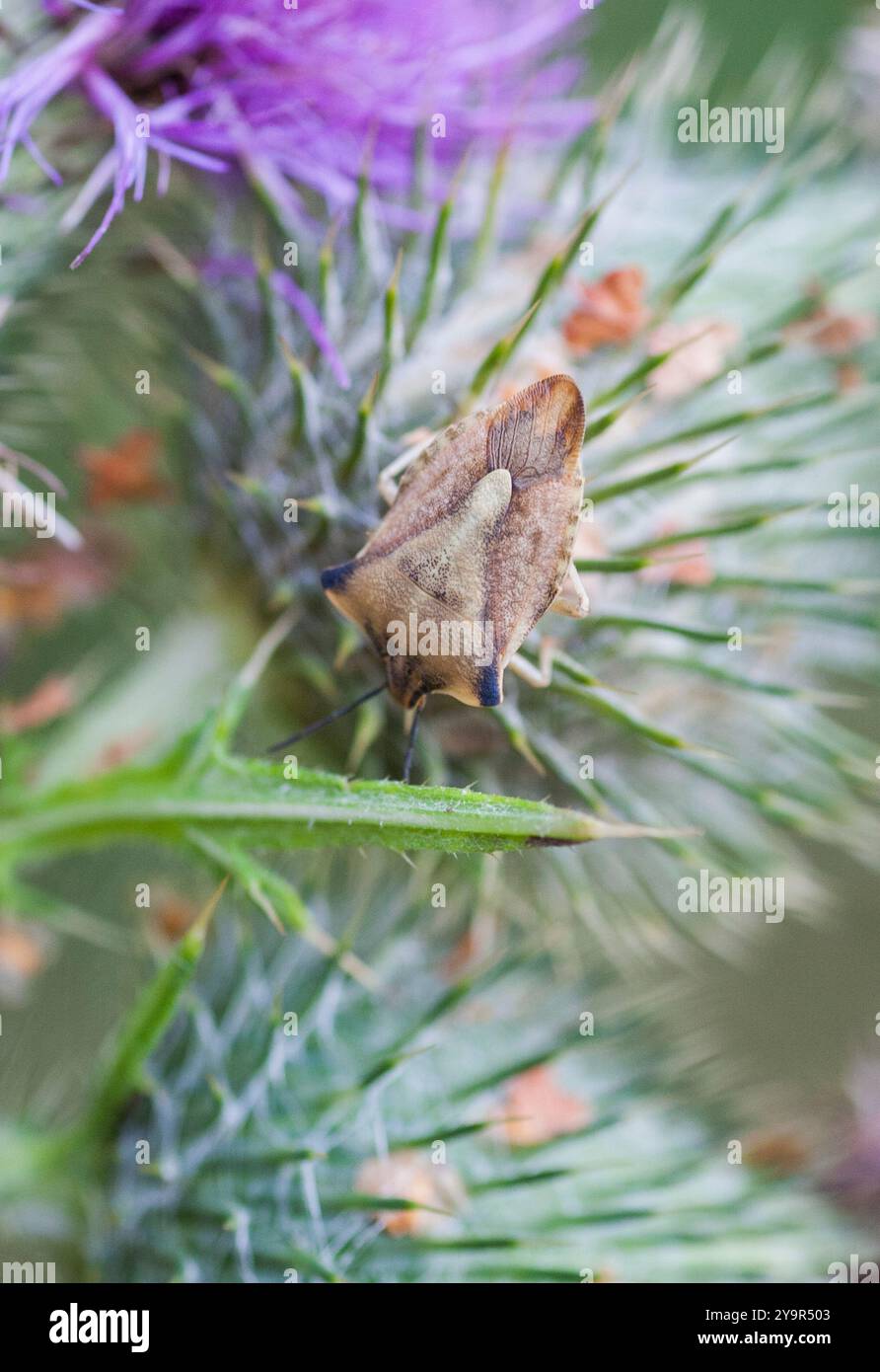 Carpocoris Fuscispinus Shield bug on Thistle Cirsium Stock Photo - Alamy