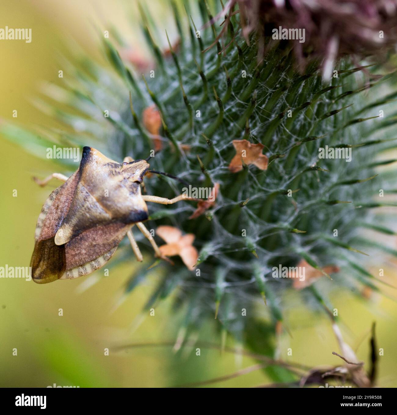 Carpocoris Fuscispinus Shield bug on Thistle Cirsium Stock Photo - Alamy