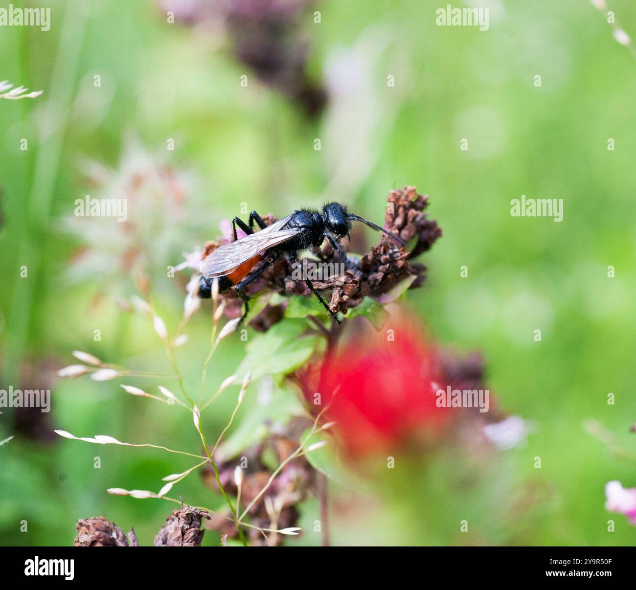 Digger wasp hi-res stock photography and images - Alamy