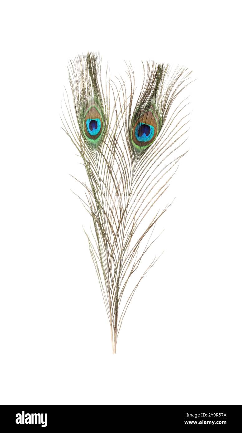 Two beautiful peacock feathers isolated on white Stock Photo - Alamy