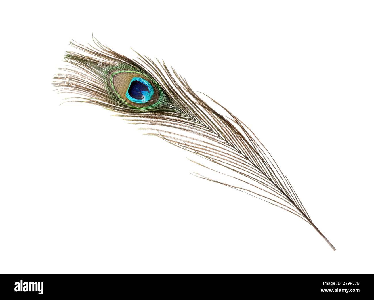 One beautiful peacock feather isolated on white Stock Photo - Alamy