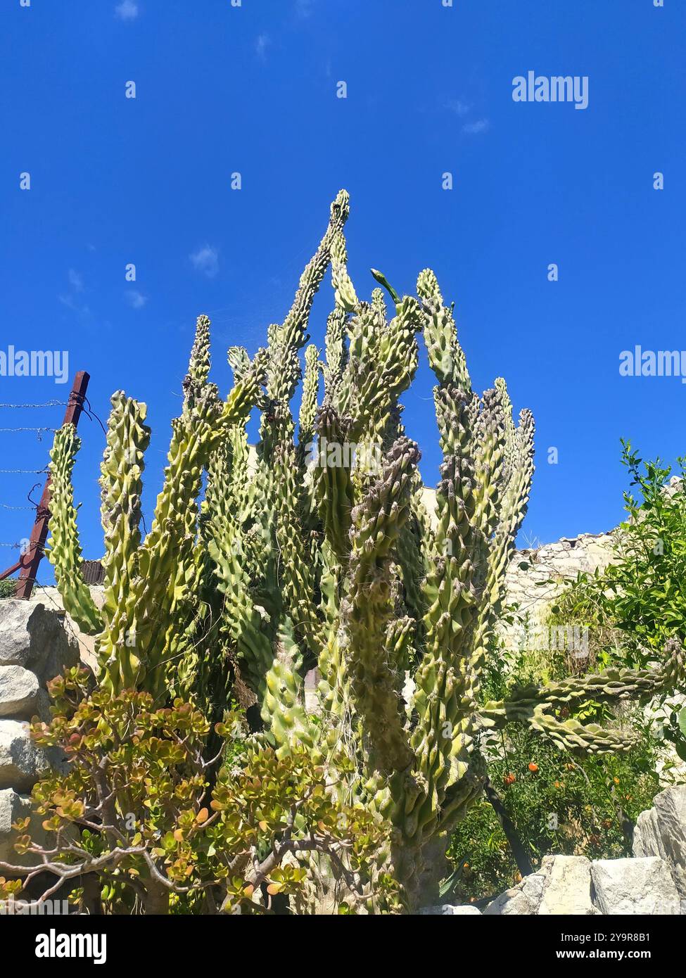 This eye-catching image shows the extraordinary shape of a Cereus ...