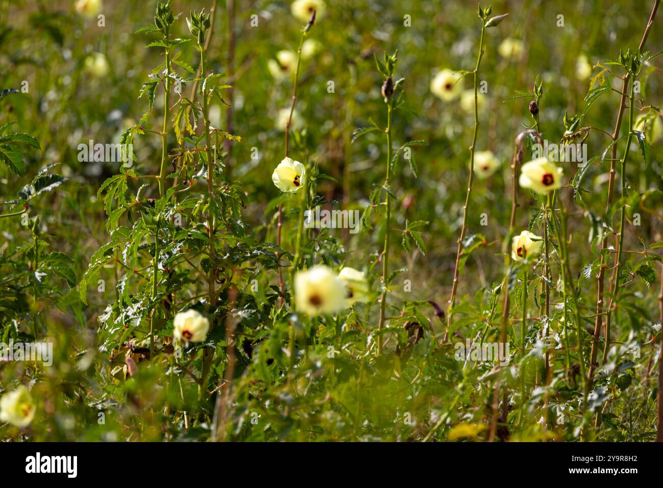 Okra flower and okra in the okra garden Stock Photo - Alamy