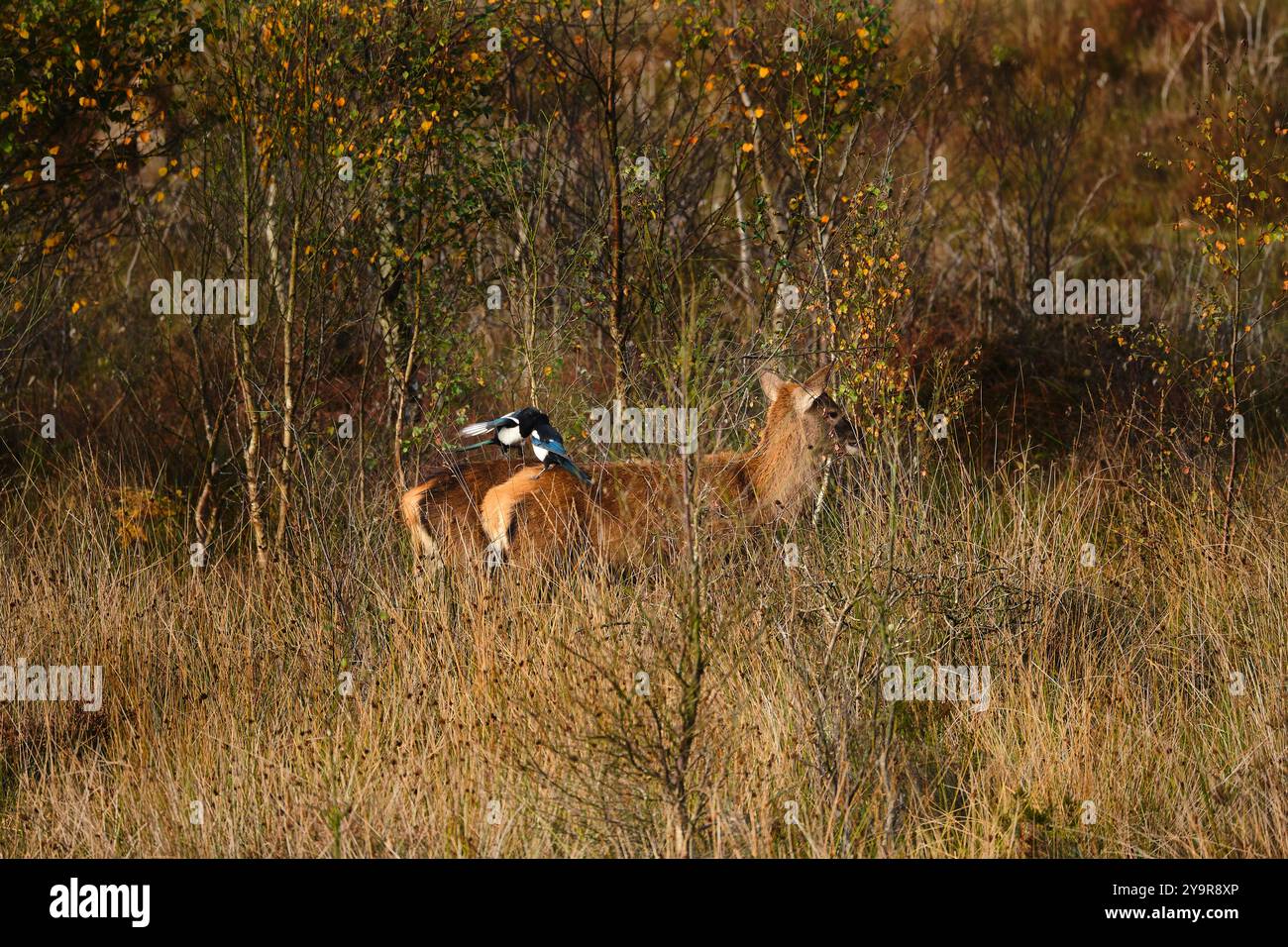 Female Deer with magpie Stock Photo - Alamy