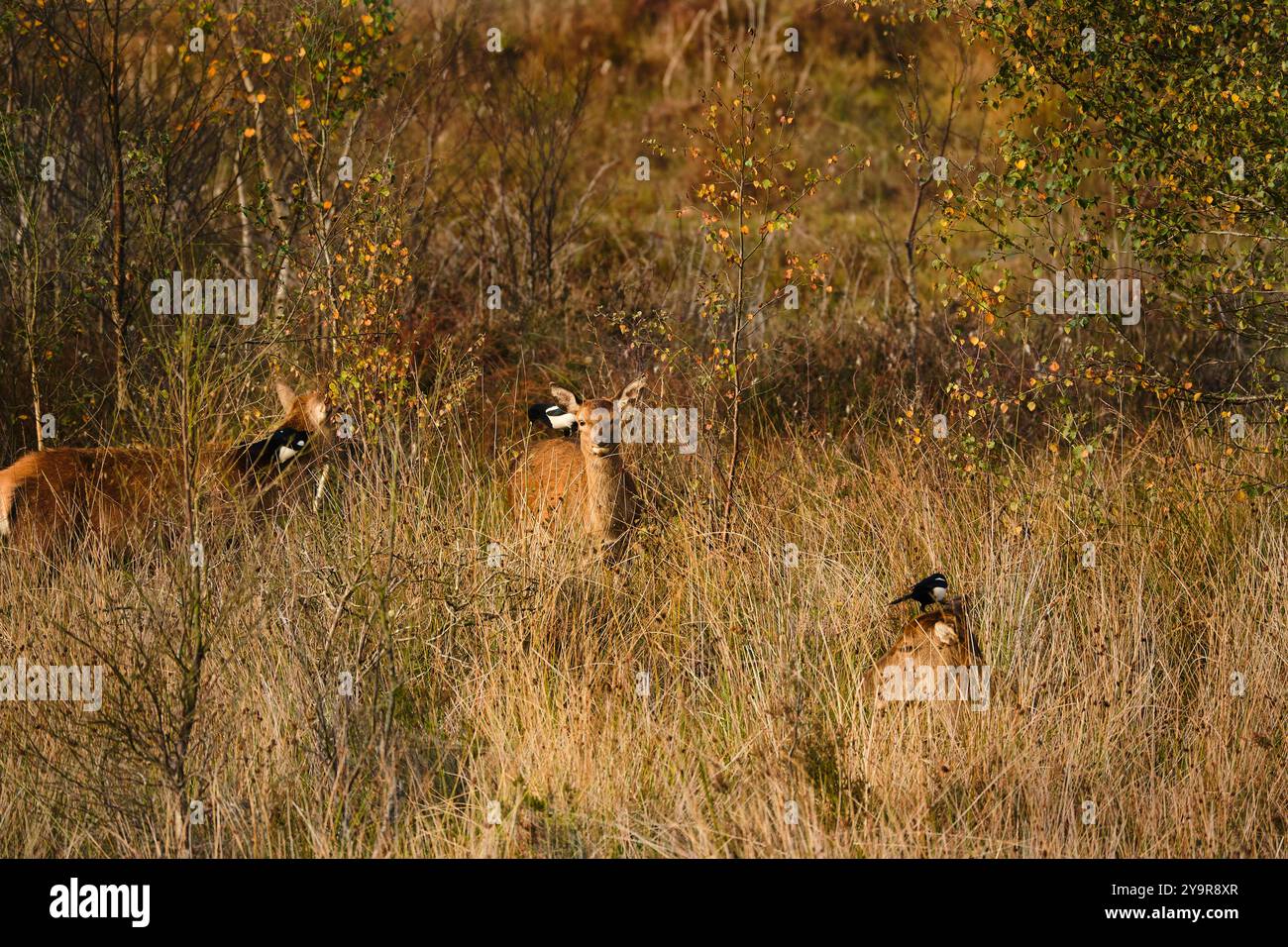 Female Deer with magpie Stock Photo - Alamy