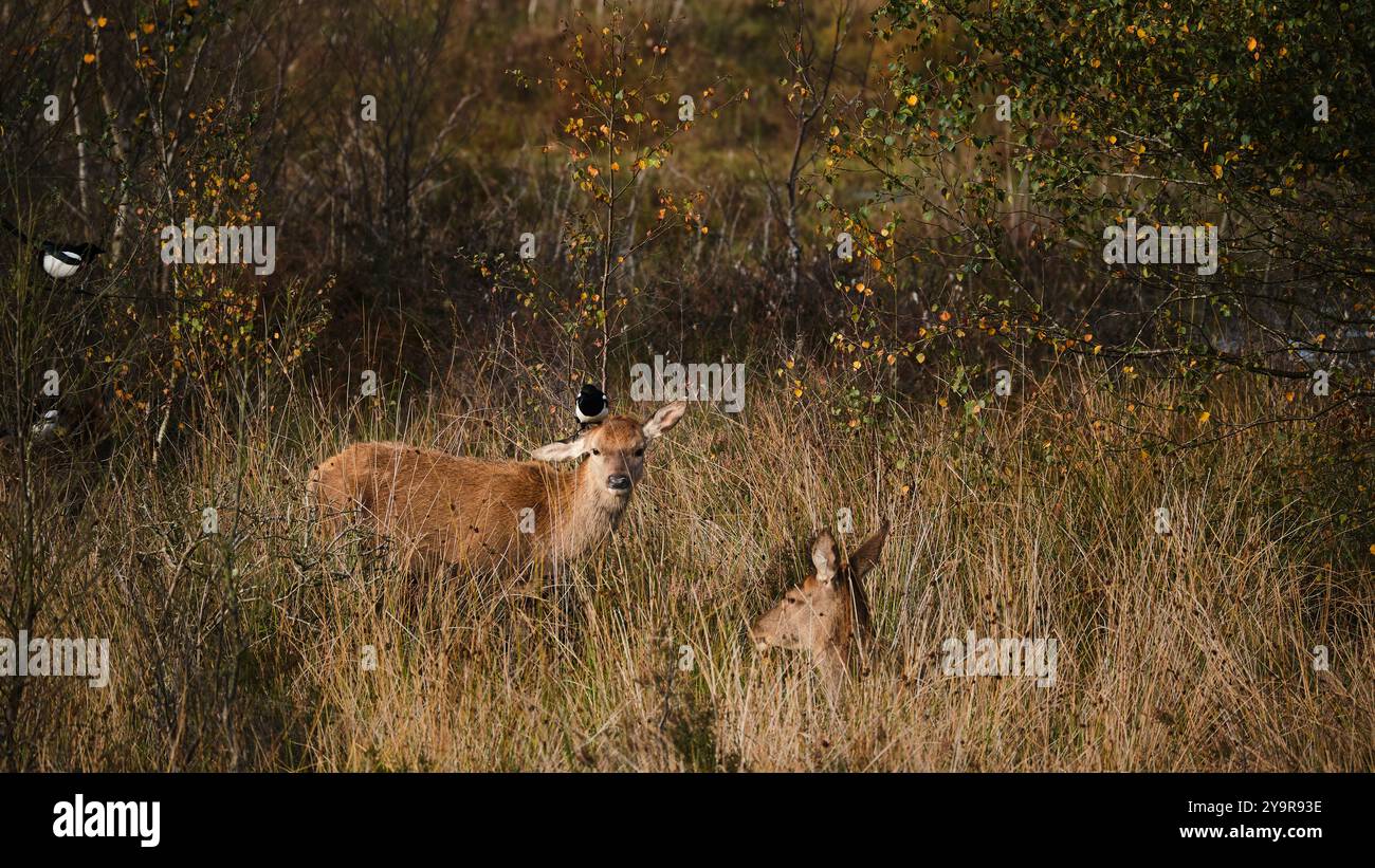 Female Deer with magpie Stock Photo - Alamy
