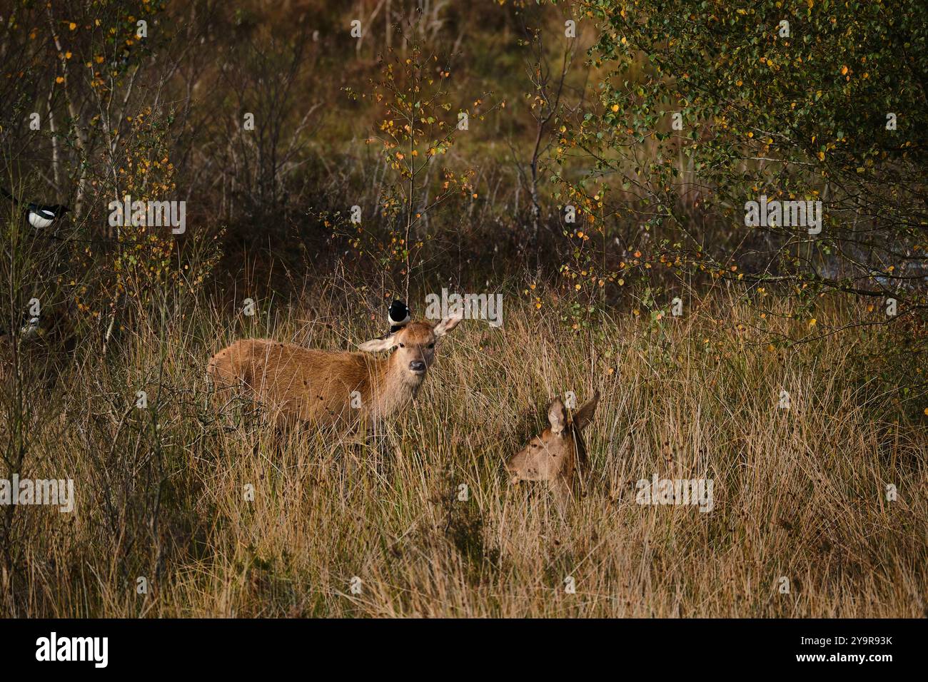 Female Deer with magpie Stock Photo - Alamy