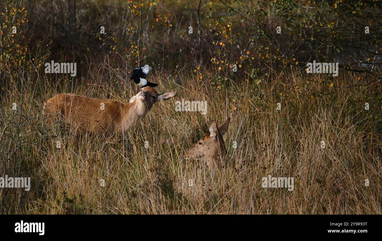 Female Deer with magpie Stock Photo - Alamy