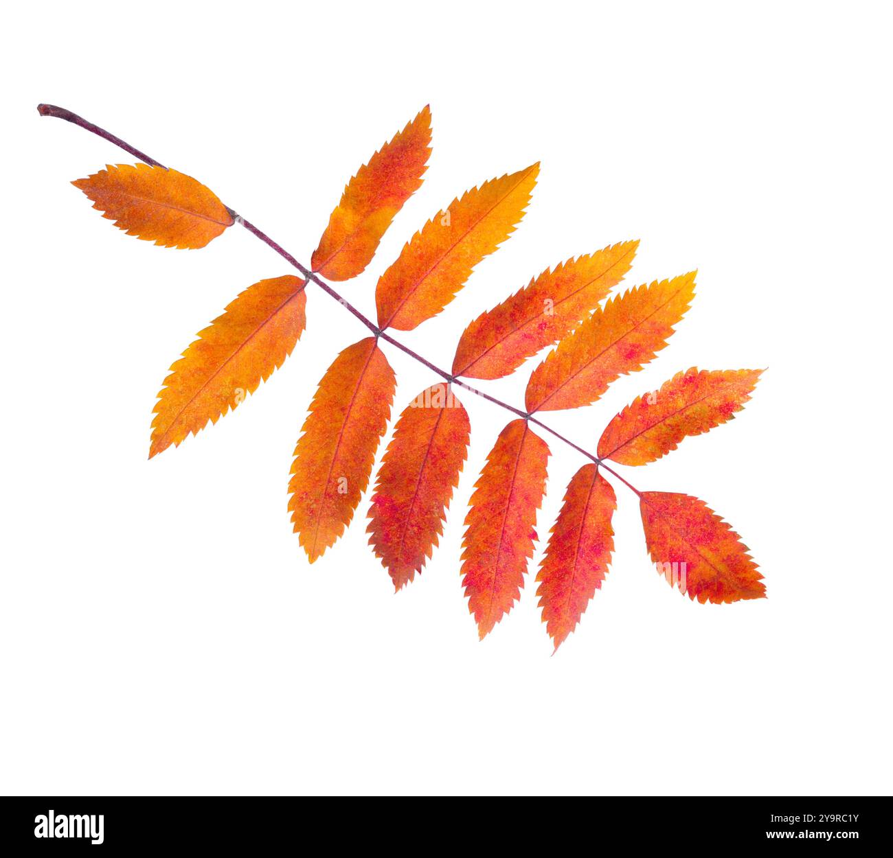 Colorful autumn Rowan leaf isolated on white background Stock Photo - Alamy