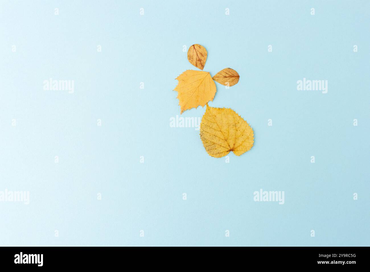 arrangement of autumn leaves on a plain blue background, forming the ...