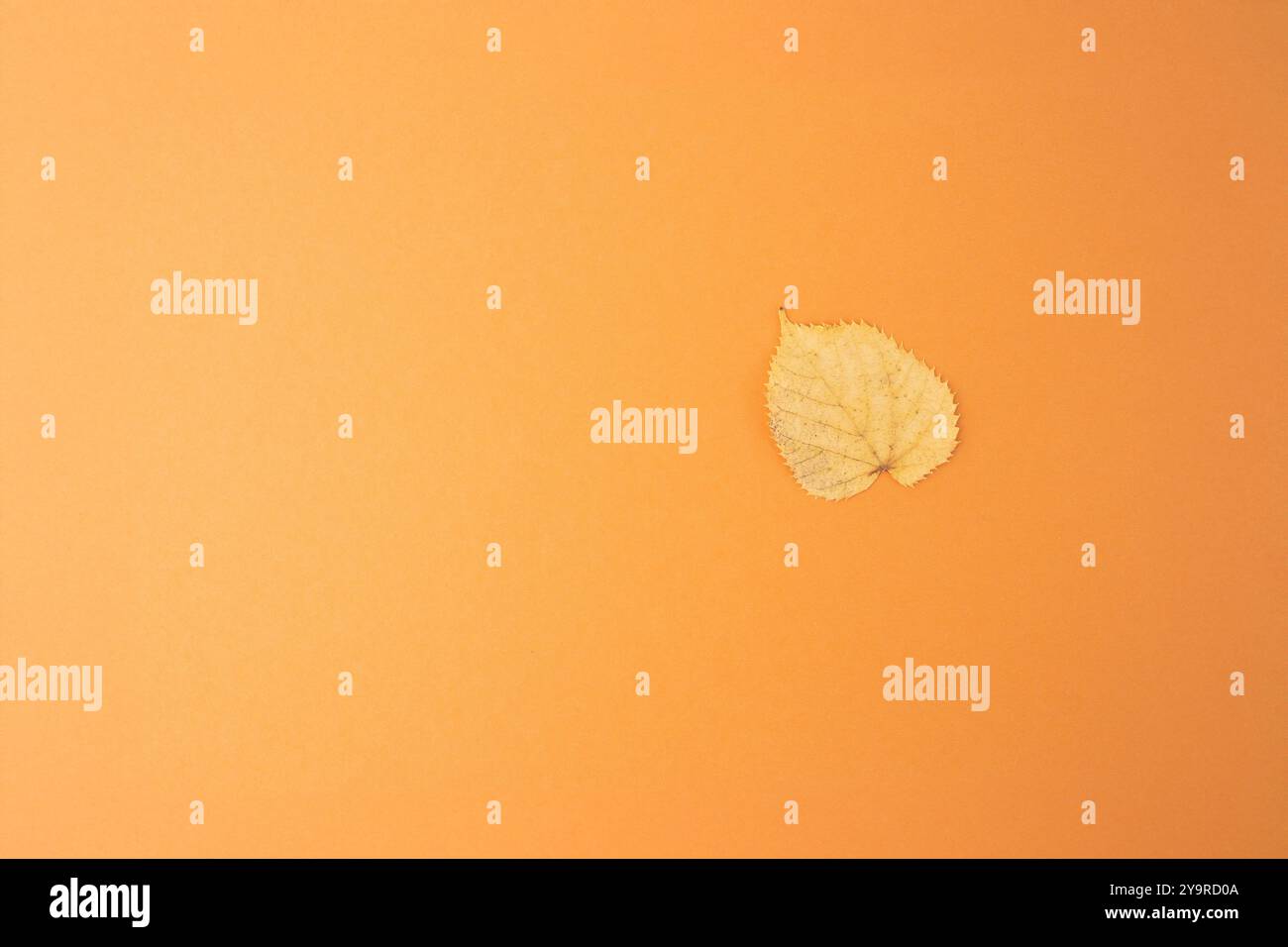 one yellow autumn leaves top view on orange background, step in ...