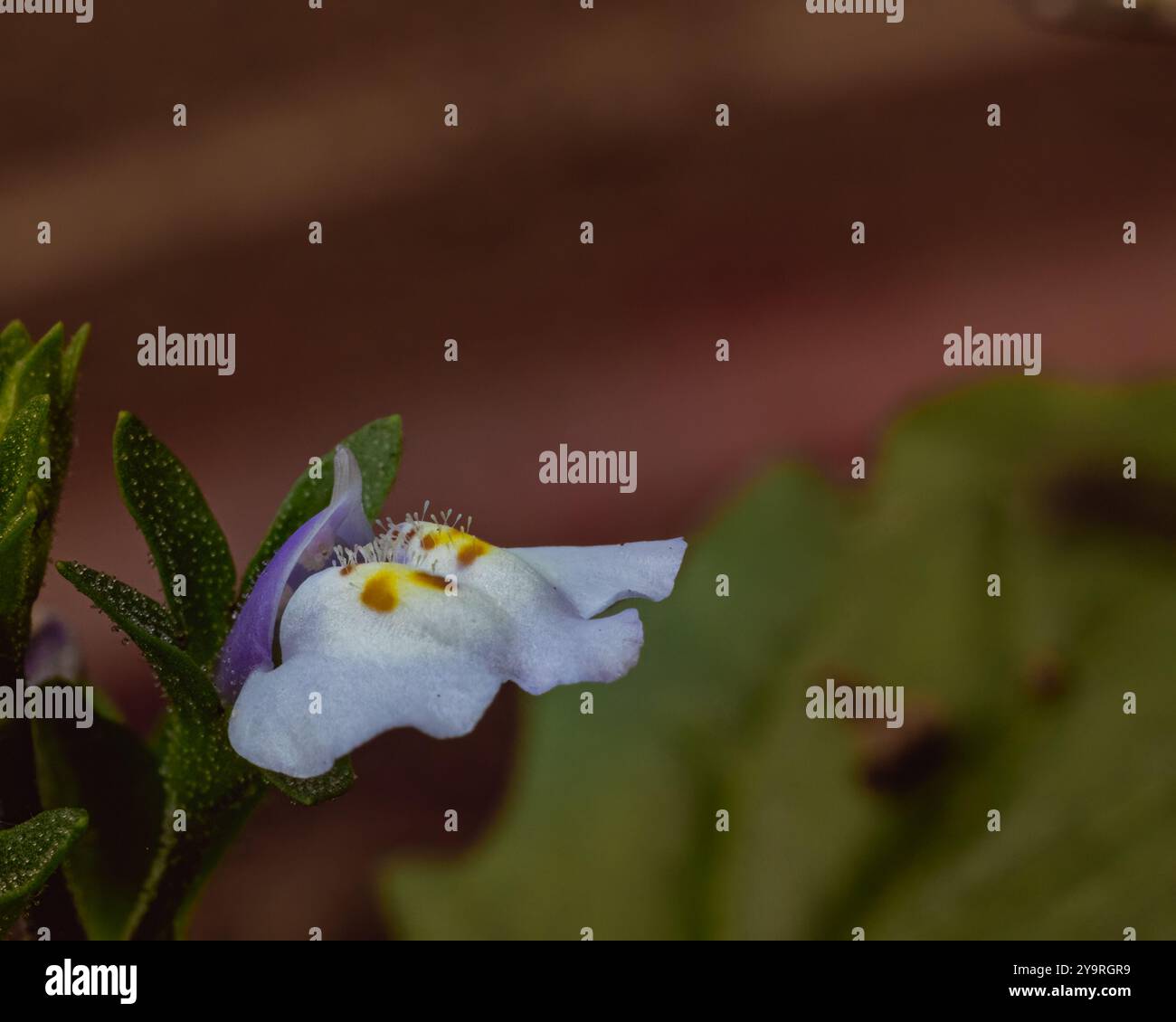 Pumilus hi-res stock photography and images - Alamy