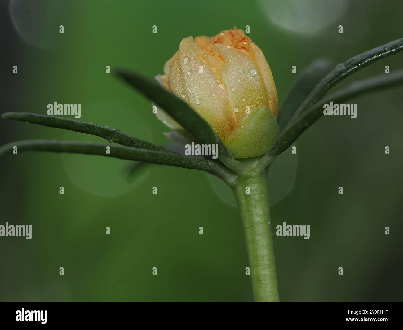 Moss rose purslane hi-res stock photography and images - Alamy
