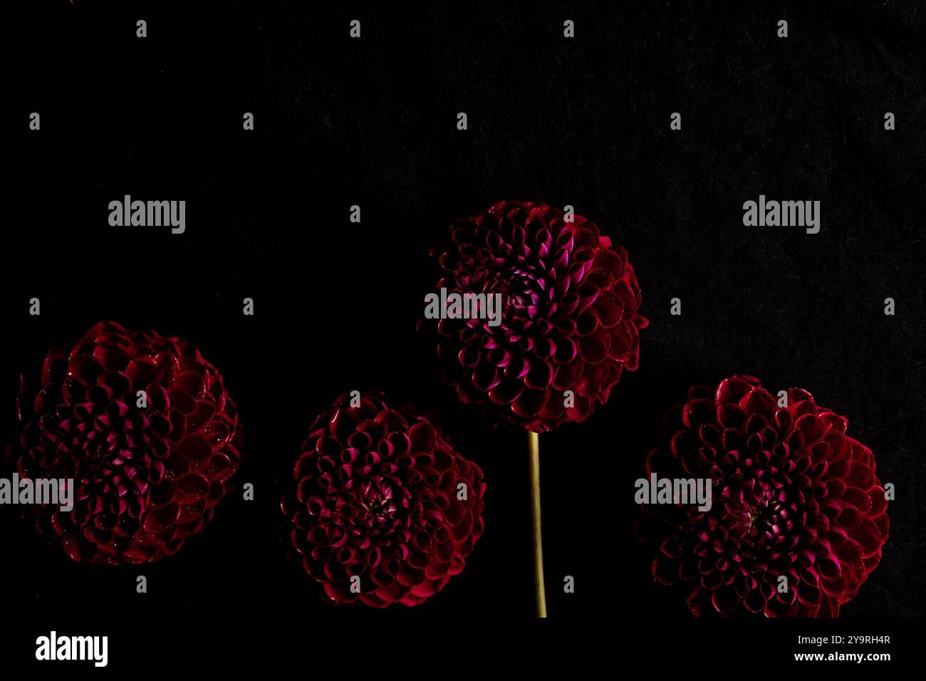 Close-up of vibrant, deep red dahlia flowers against a dark black ...