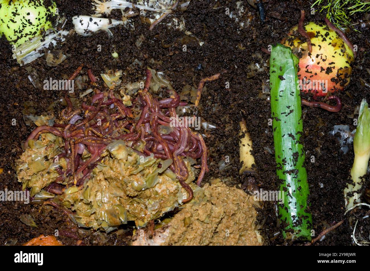 Worms in Compost Bin Stock Photo - Alamy