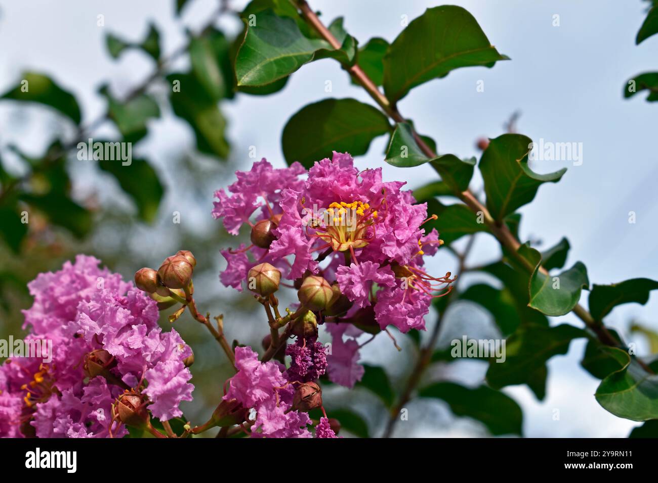 Crape myrtle flowers (Lagerstroemia indica) on tree Stock Photo - Alamy