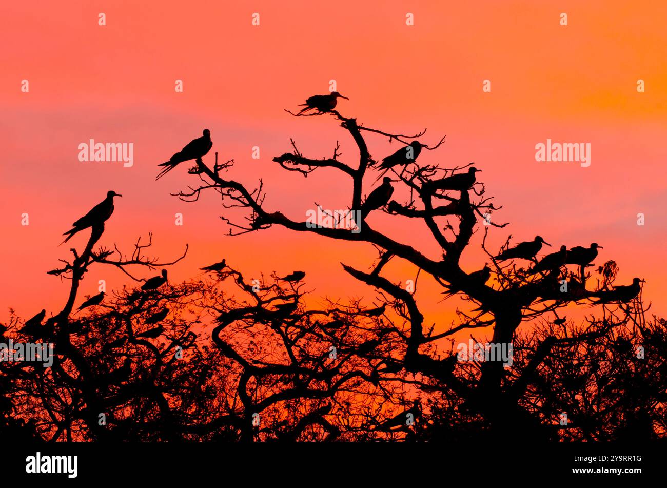 Dozens of Frigate birds (Fregata magnificens), nest in a tree on ...