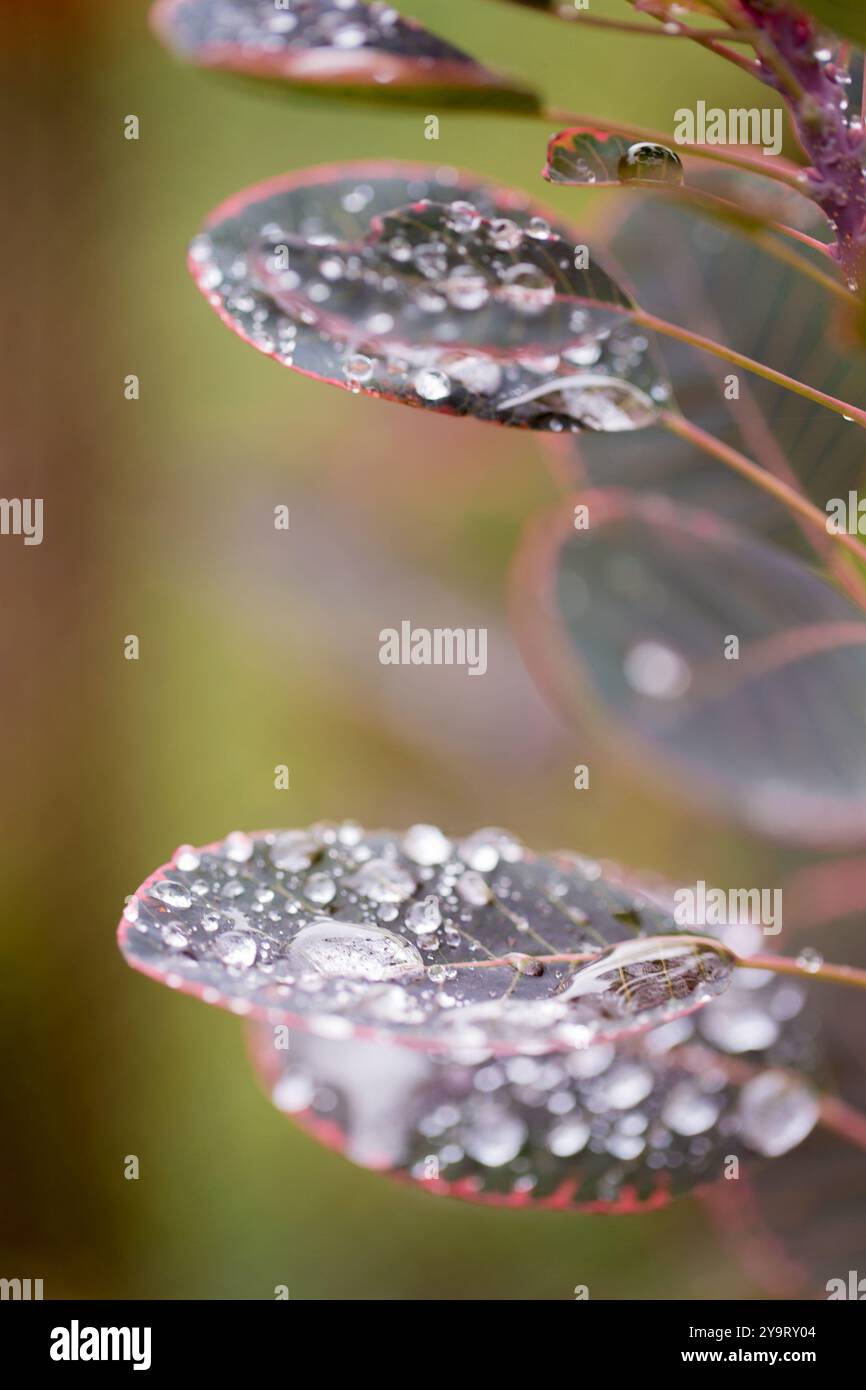 A leafy plant with droplets of water on it. The droplets are small and ...