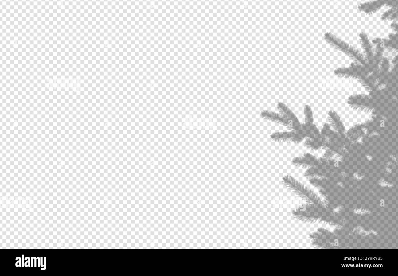 Shadow overlay from a pine tree branch isolated on a transparent ...