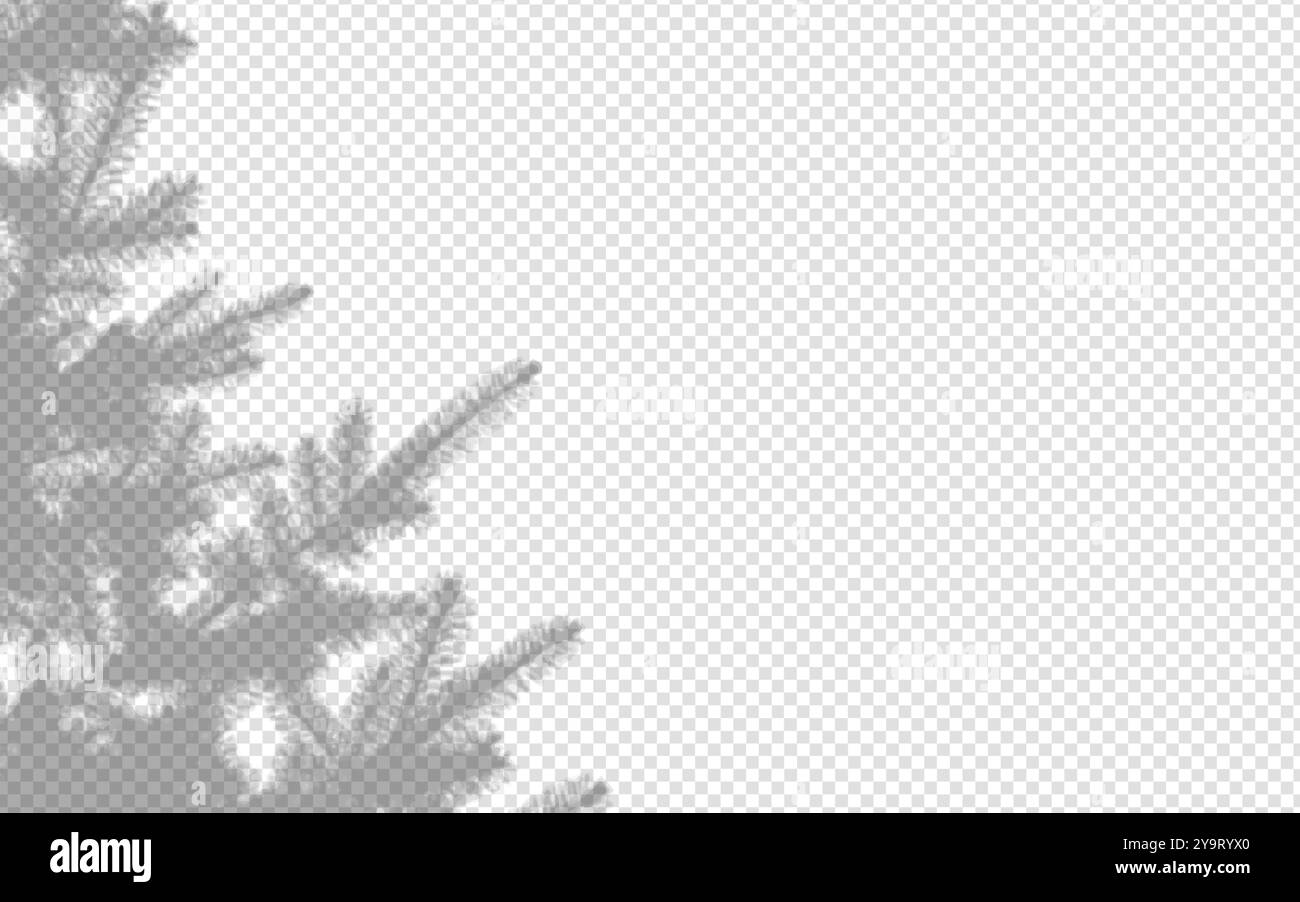 Shadow overlay from a pine tree branch isolated on a transparent ...
