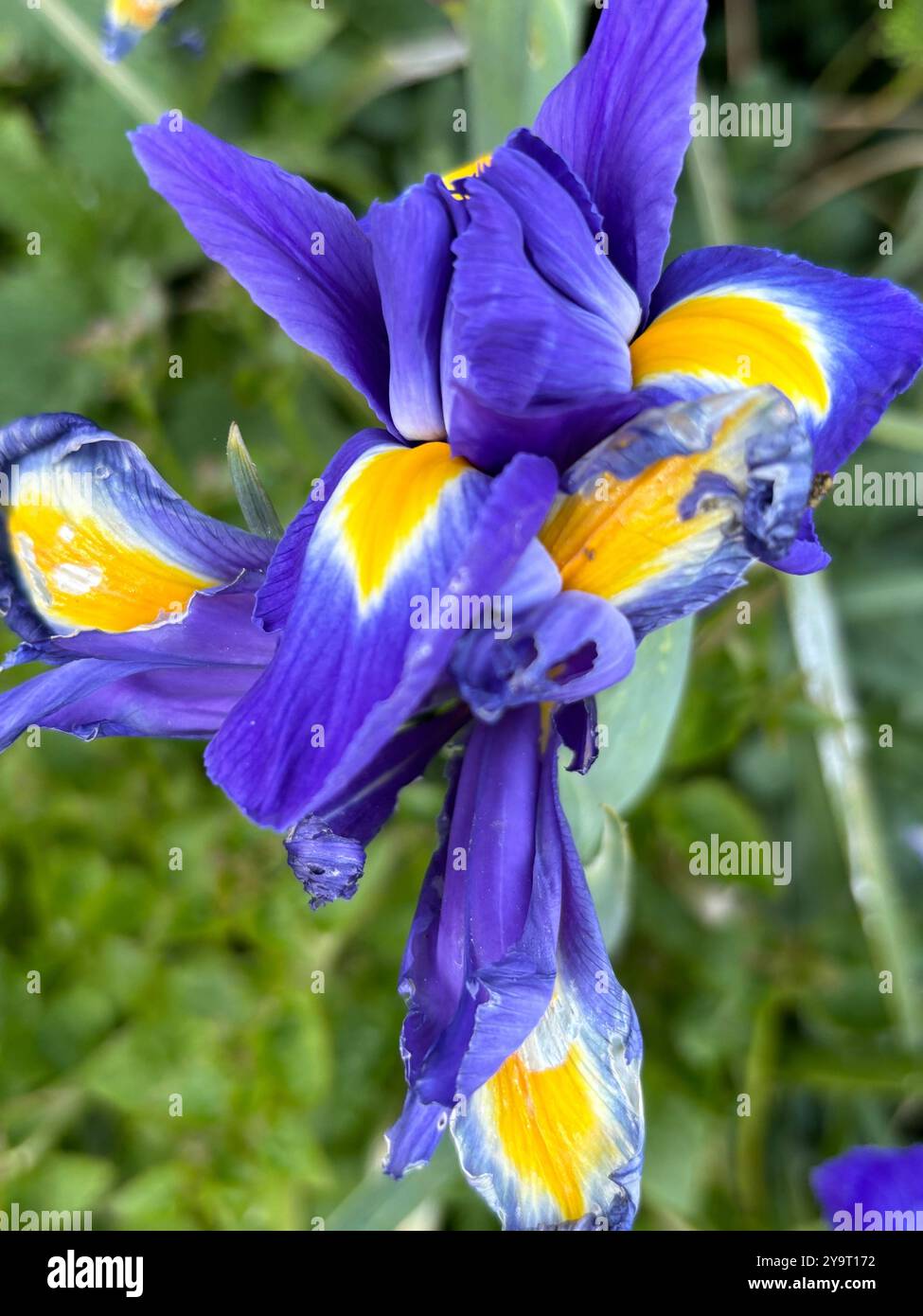 Iris reticulata smartphone stock photos and images - Alamy