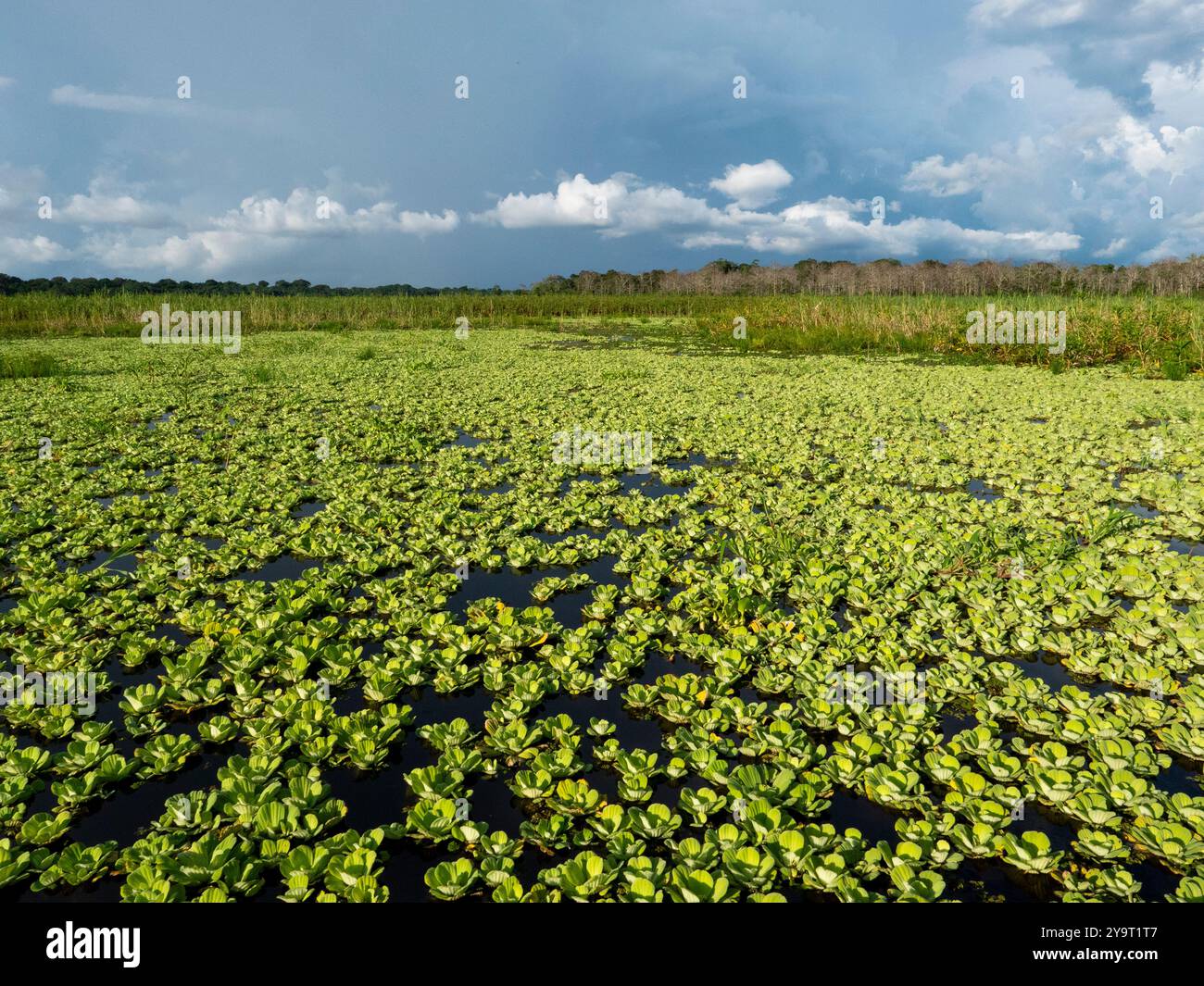 A side arm of the Amazon covered with mussel flowers (Pistia stratiotes ...