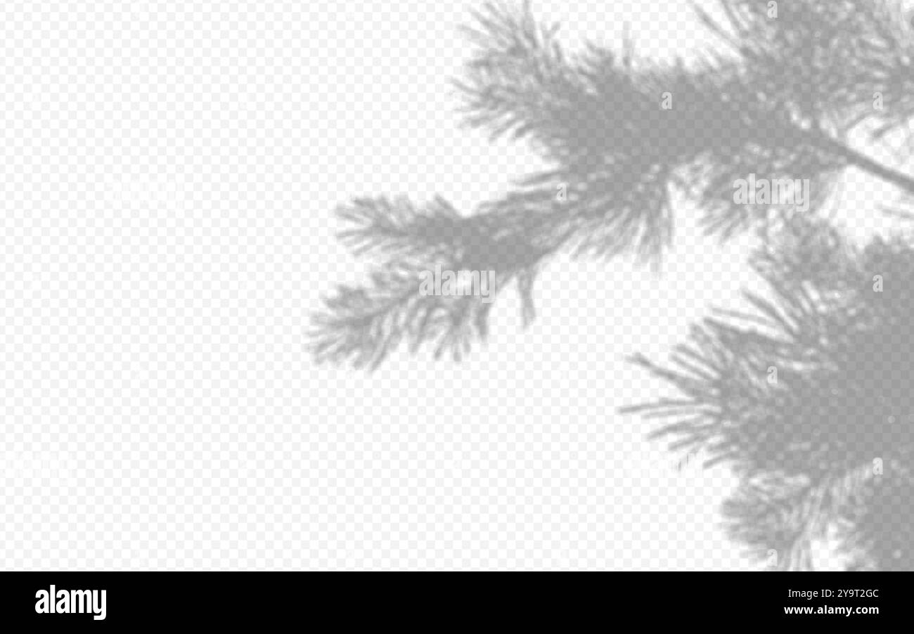 Shadow overlay from a pine tree branch isolated on a transparent ...