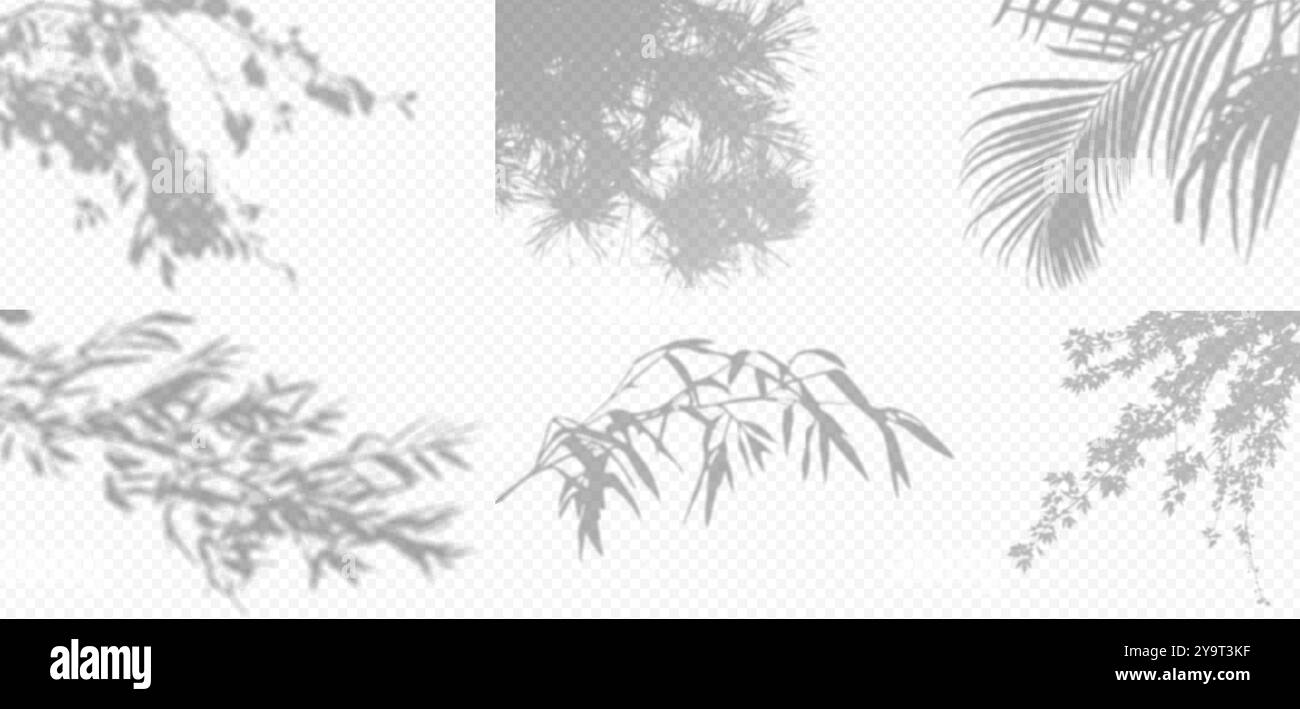 Shadow overlay from a tree branch isolated on a transparent background ...