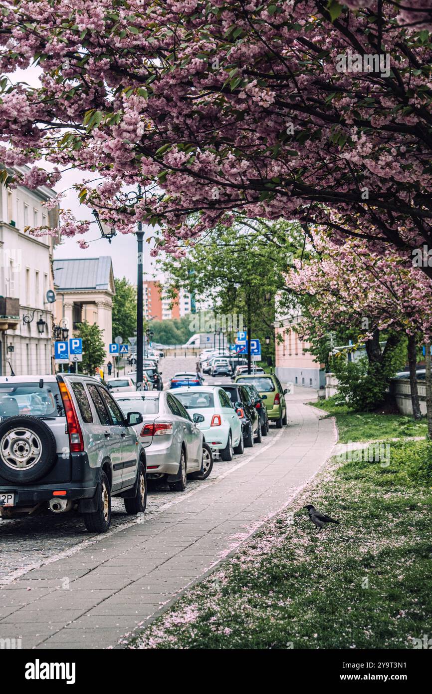 Warsaw cherry blossoms hi-res stock photography and images - Alamy
