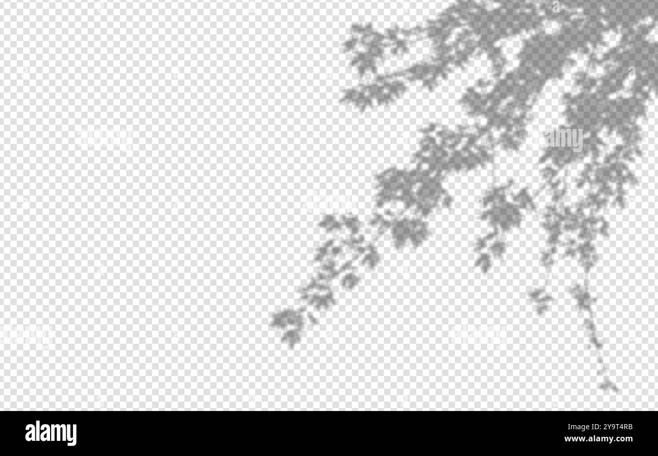 Shadow overlay from a maple tree branch isolated on a transparent ...